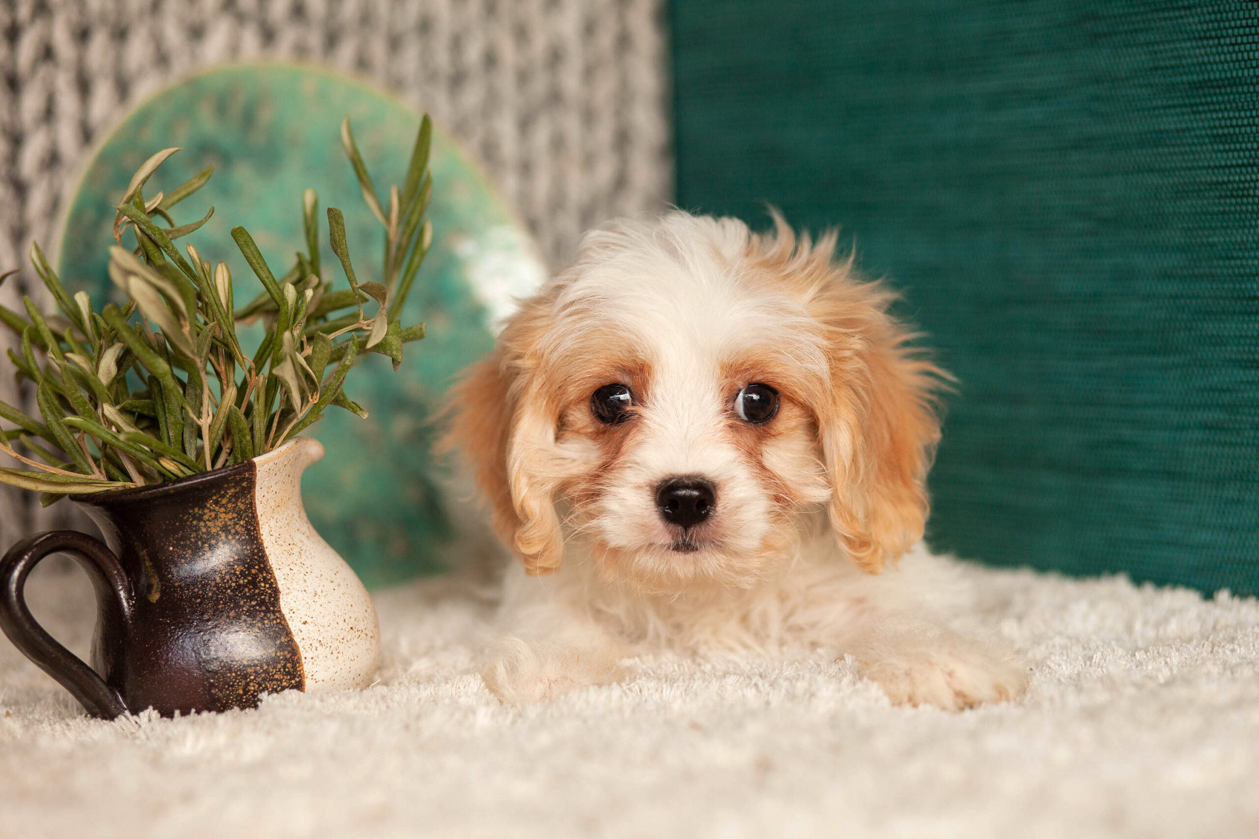 Gentle Cavateses – Kellys Kennels