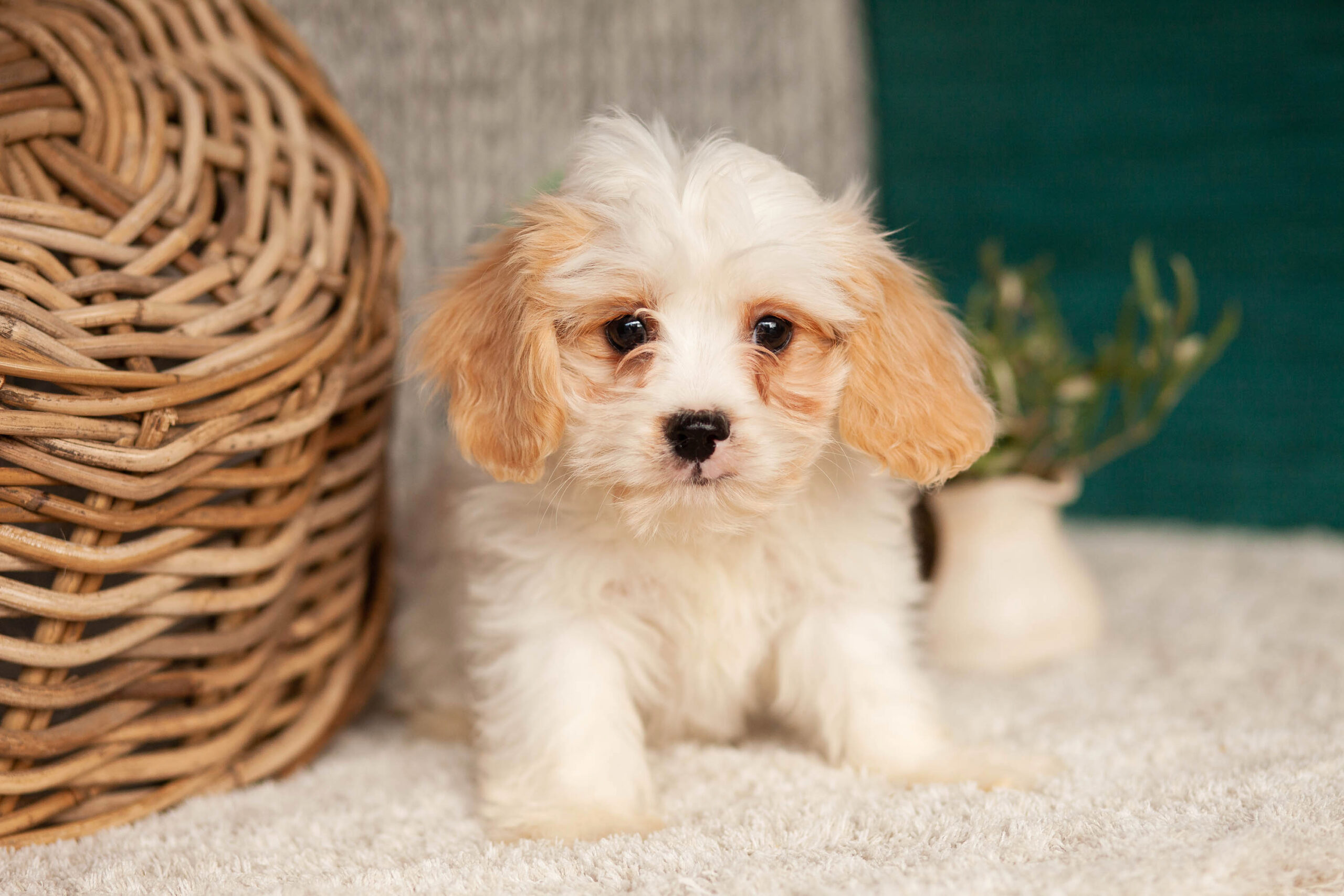 Gentle Cavateses – Kellys Kennels