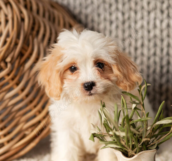 Cross Breed Pups – Kellys Kennels