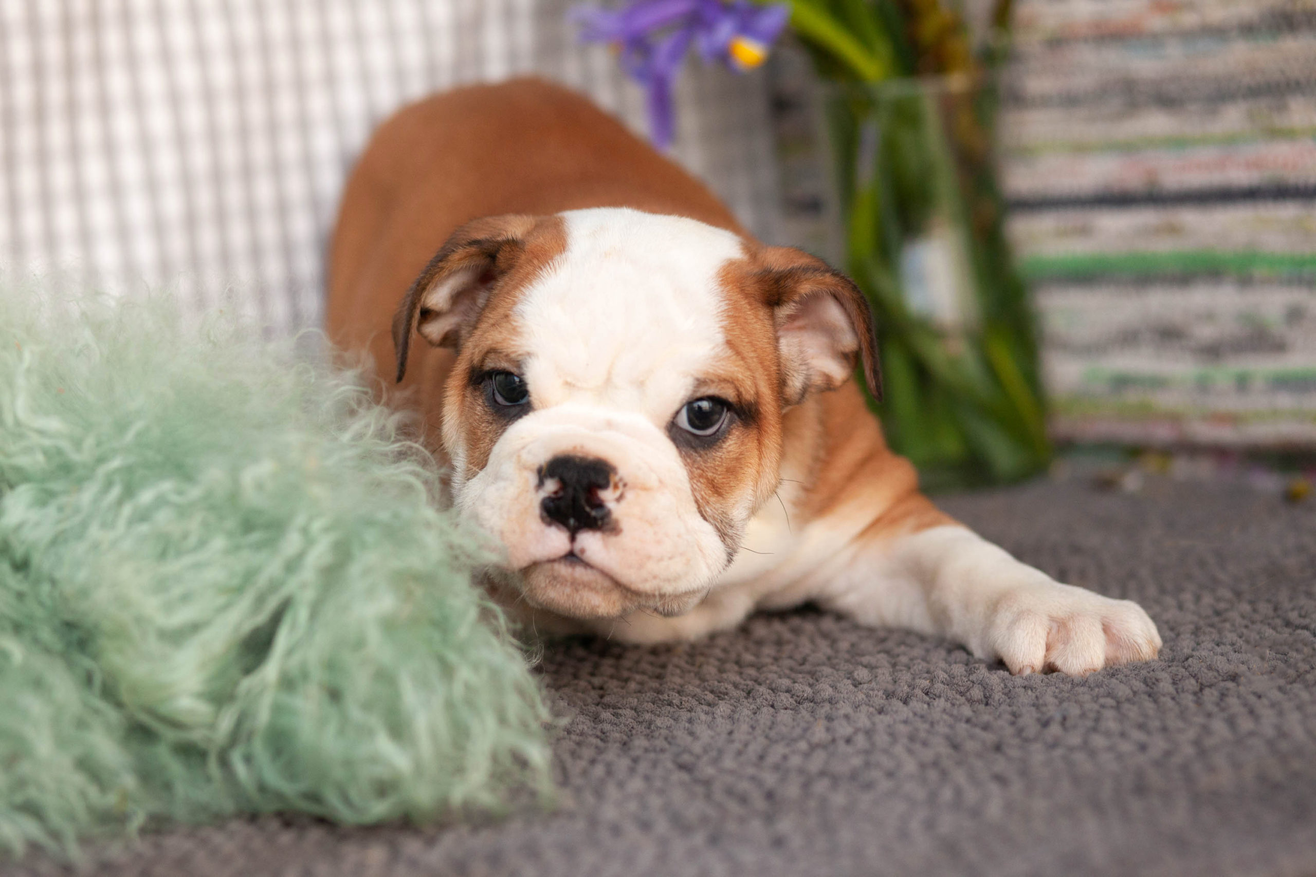 British Bulldog – Kellys Kennels