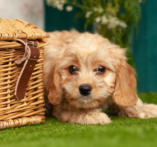 Superb CavaPoos – Kellys Kennels