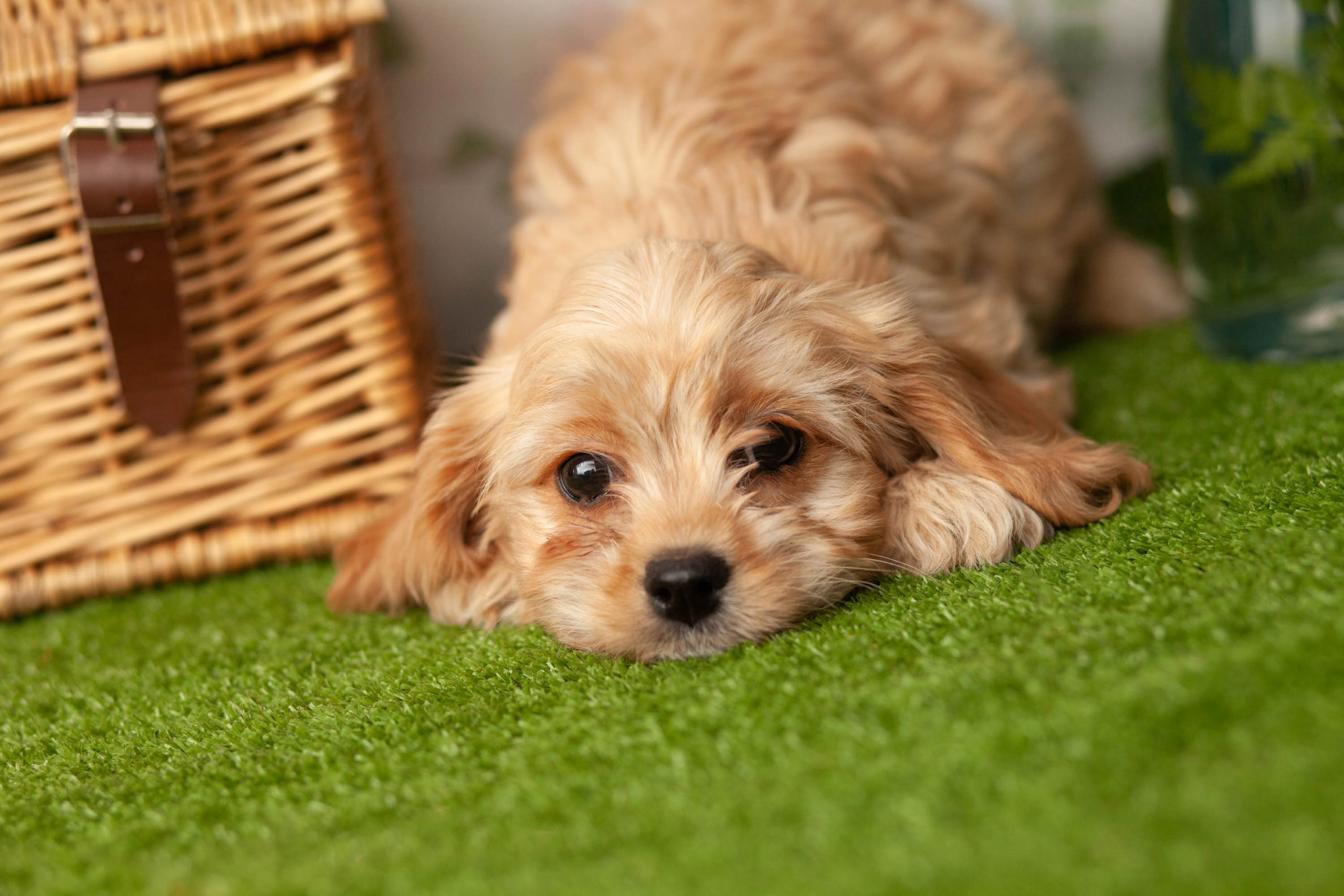 Superb CavaPoos – Kellys Kennels