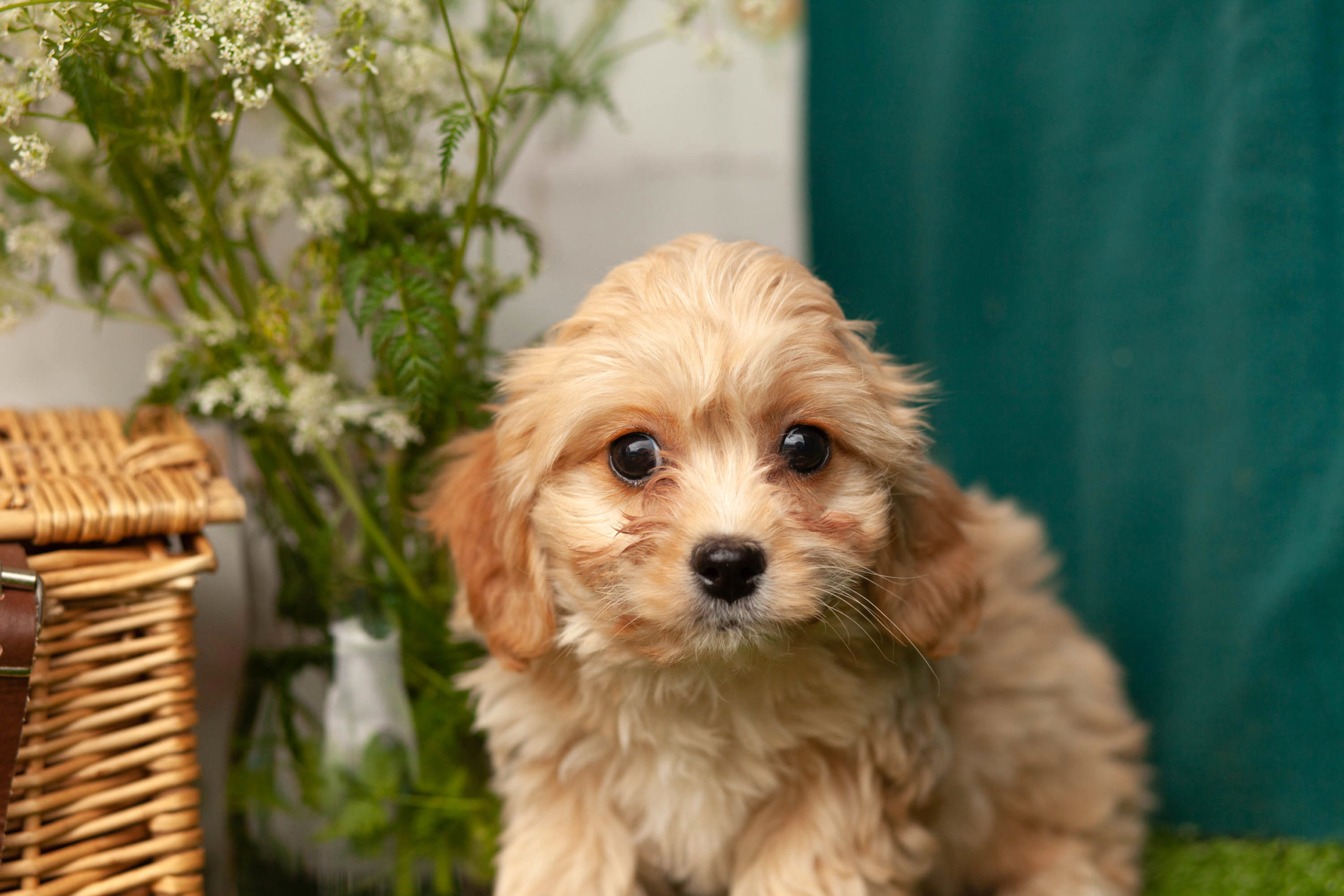 Superb CavaPoos – Kellys Kennels