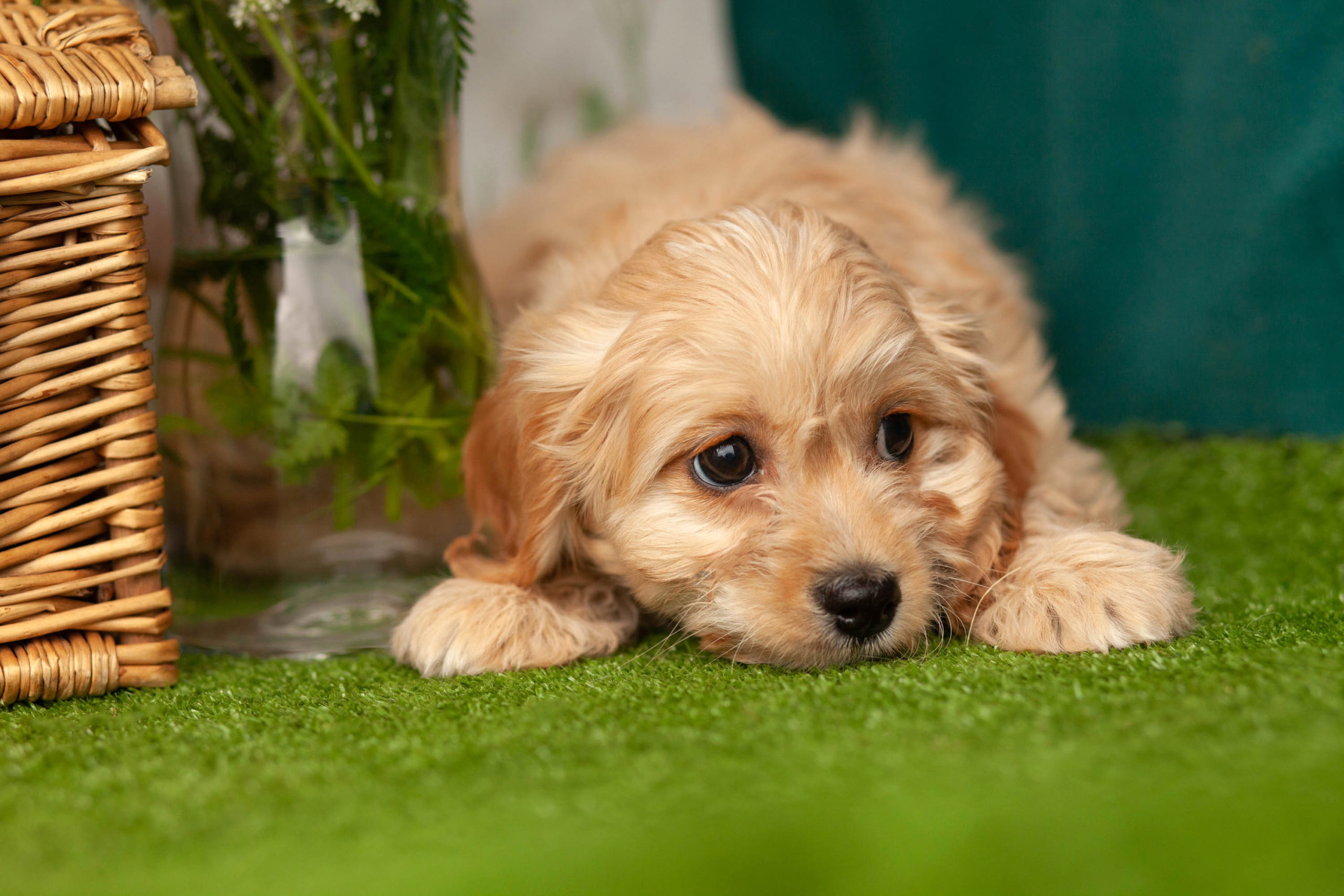 Superb CavaPoos – Kellys Kennels