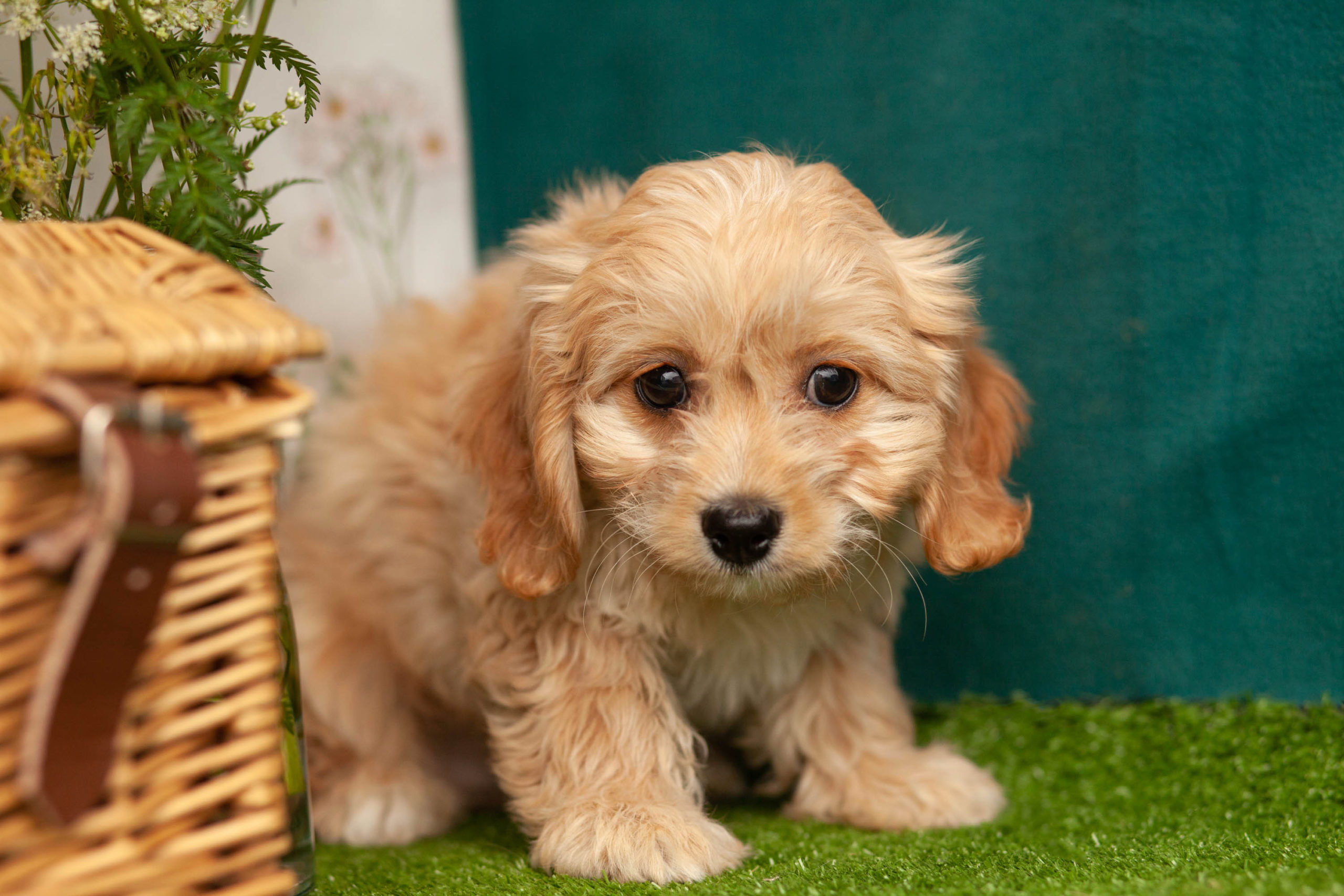 Superb CavaPoos – Kellys Kennels