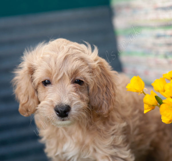 Unique CavaPooChons – Kellys Kennels