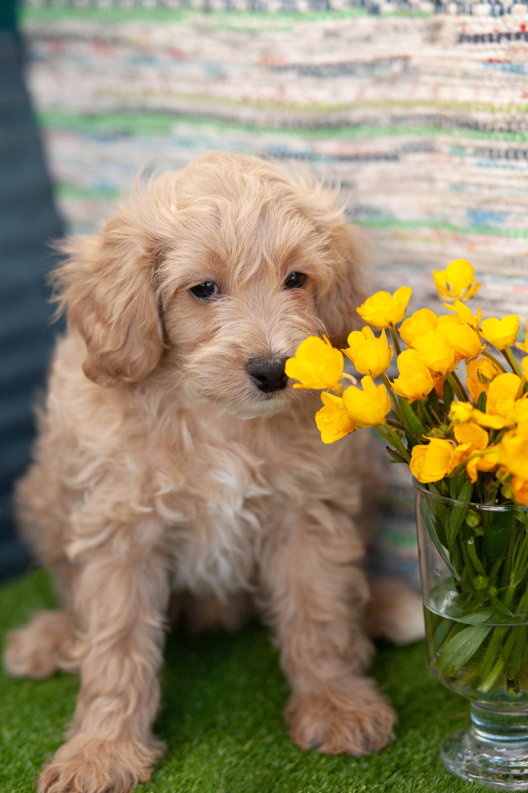 Unique CavaPooChons – Kellys Kennels