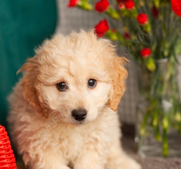 Unique CavaPooChons – Kellys Kennels