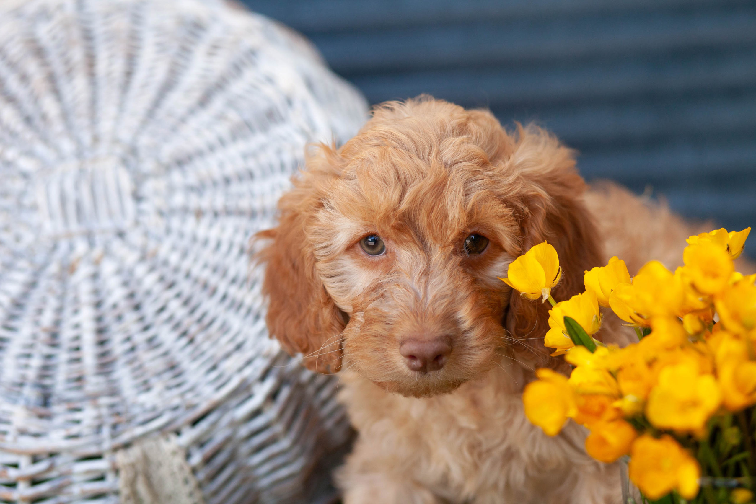Unique CavaPooChons – Kellys Kennels