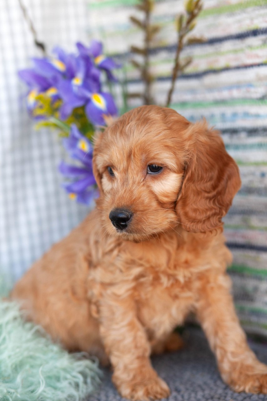 Cute F1 CockaPoos – Kellys Kennels