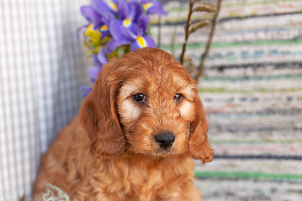 Cute F1 CockaPoos – Kellys Kennels