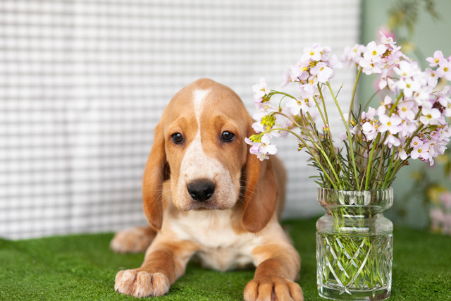 Sweet Bockers – Kellys Kennels