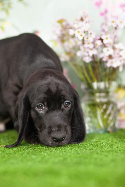 Sweet Bockers – Kellys Kennels