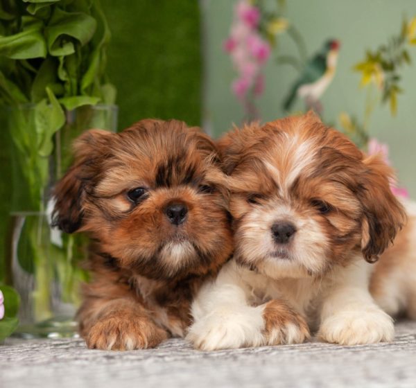 Lovely Malti-Shis – Kellys Kennels