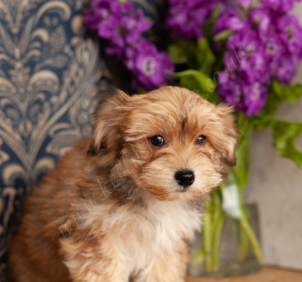 Fun Borkies – Kellys Kennels