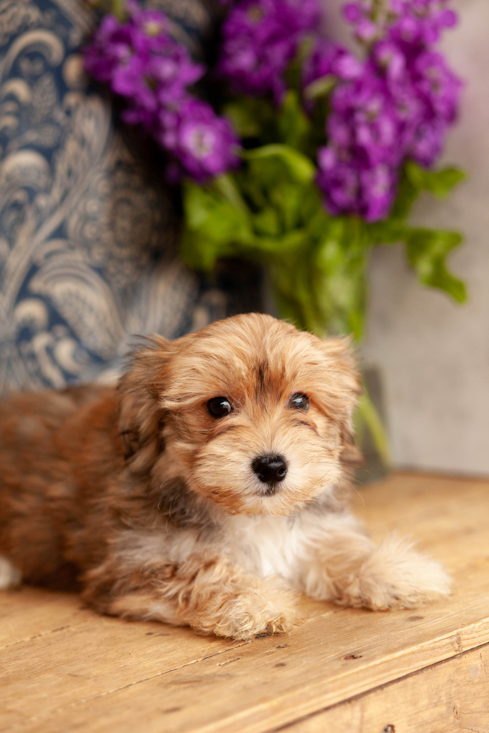 Fun Borkies – Kellys Kennels