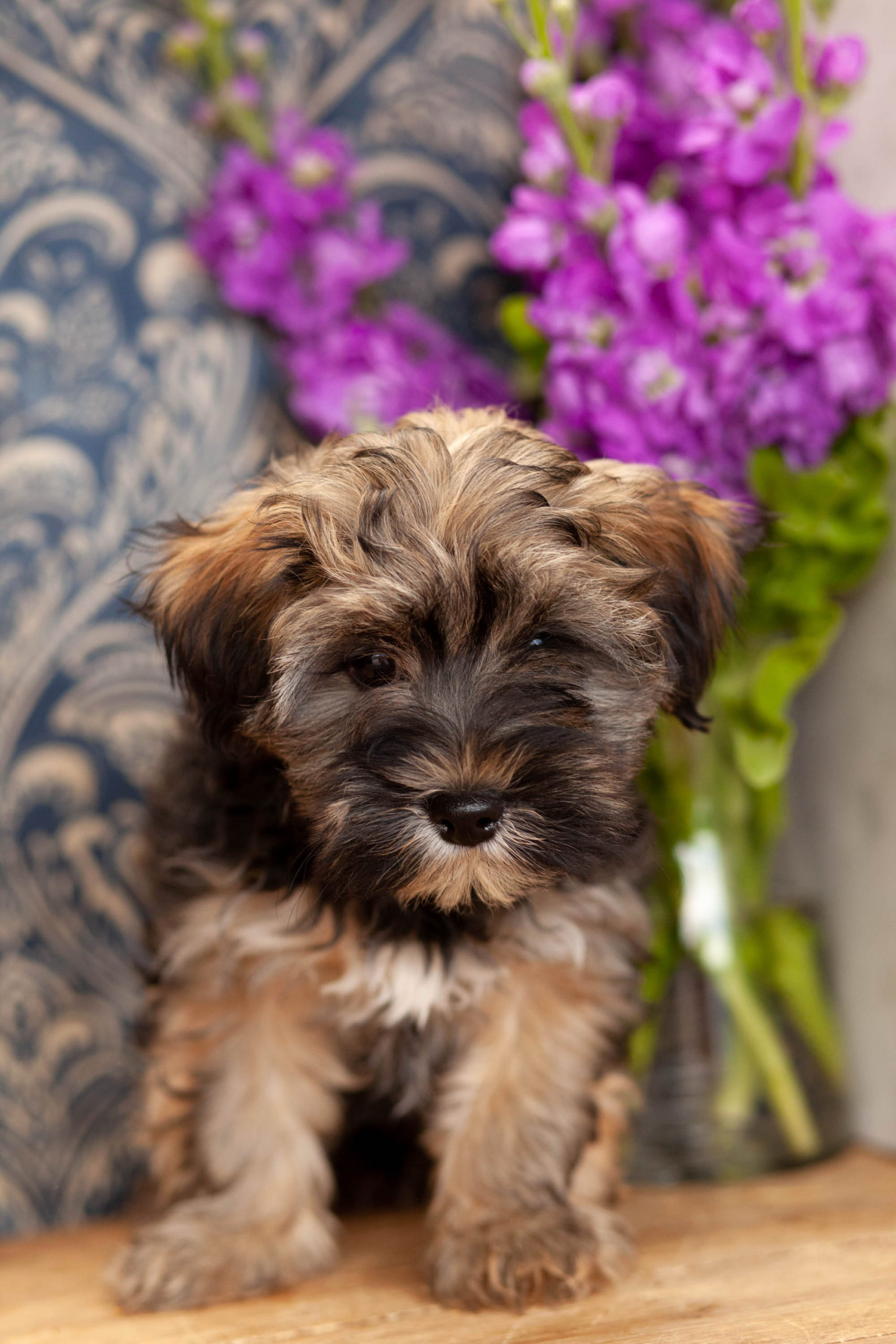 Fun Borkies – Kellys Kennels