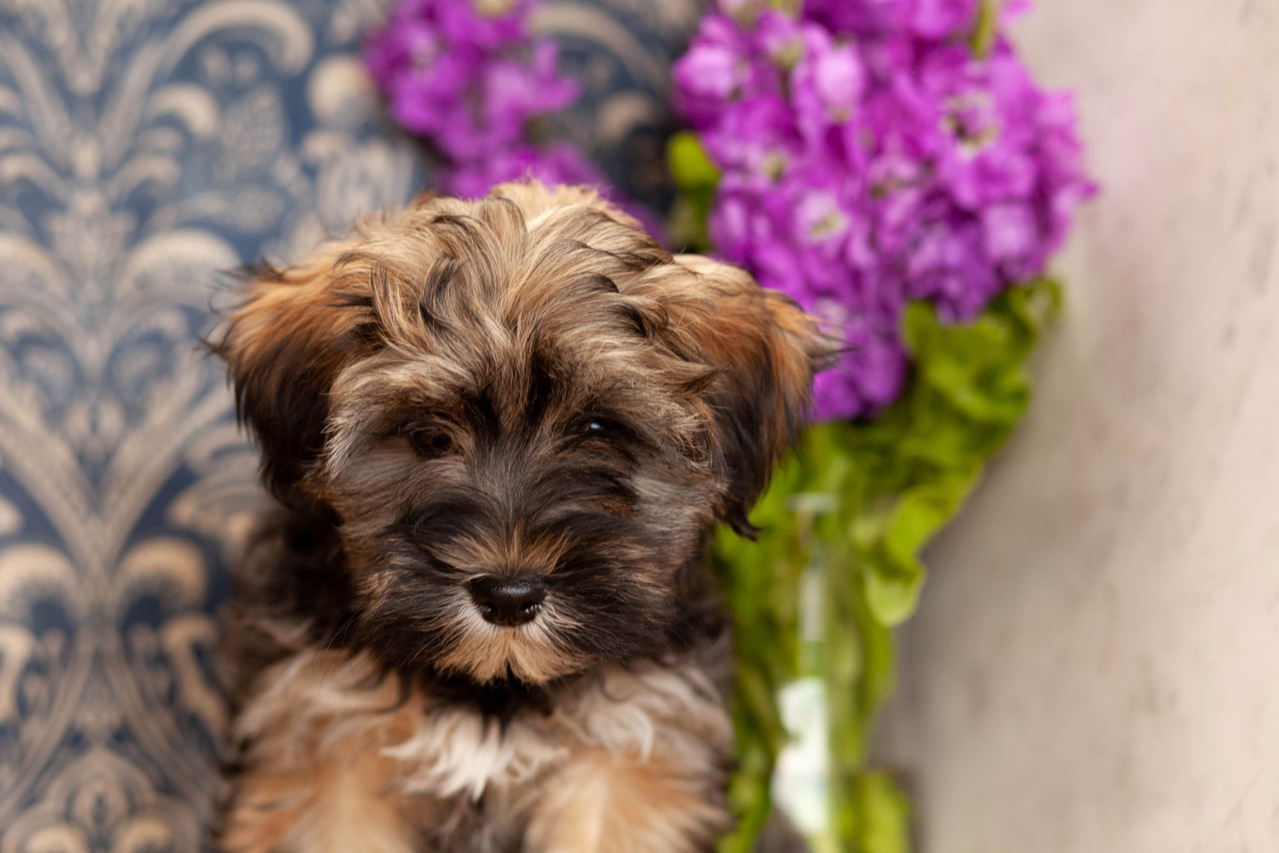 Fun Borkies – Kellys Kennels