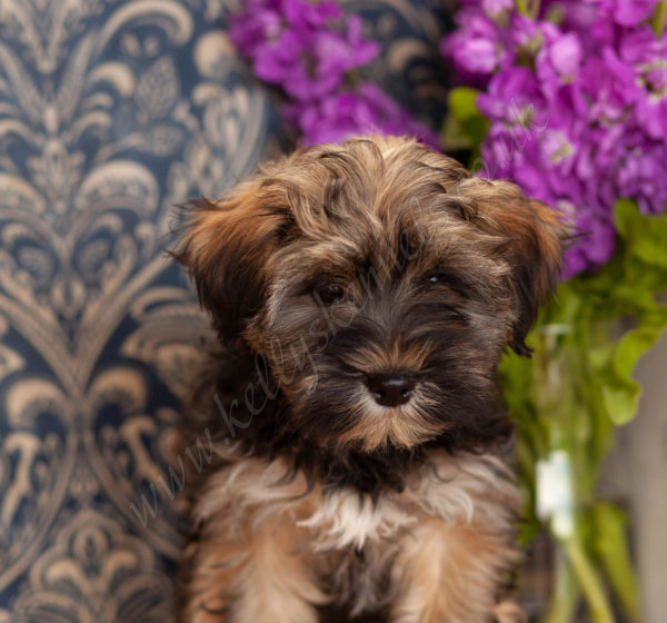 Fun Borkies – Kellys Kennels