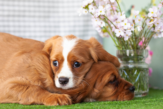 Affectionate Cockaliers – Kellys Kennels