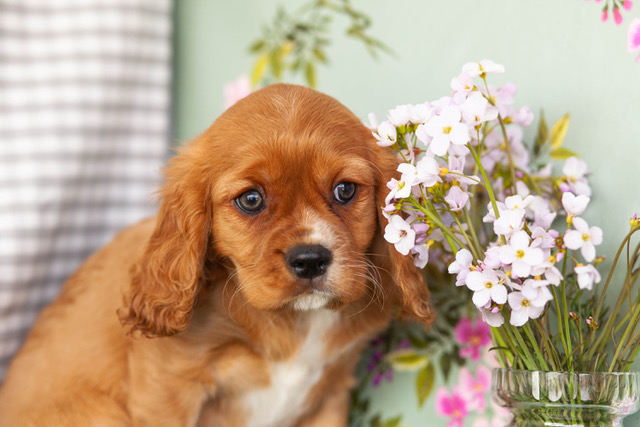 Affectionate Cockaliers – Kellys Kennels