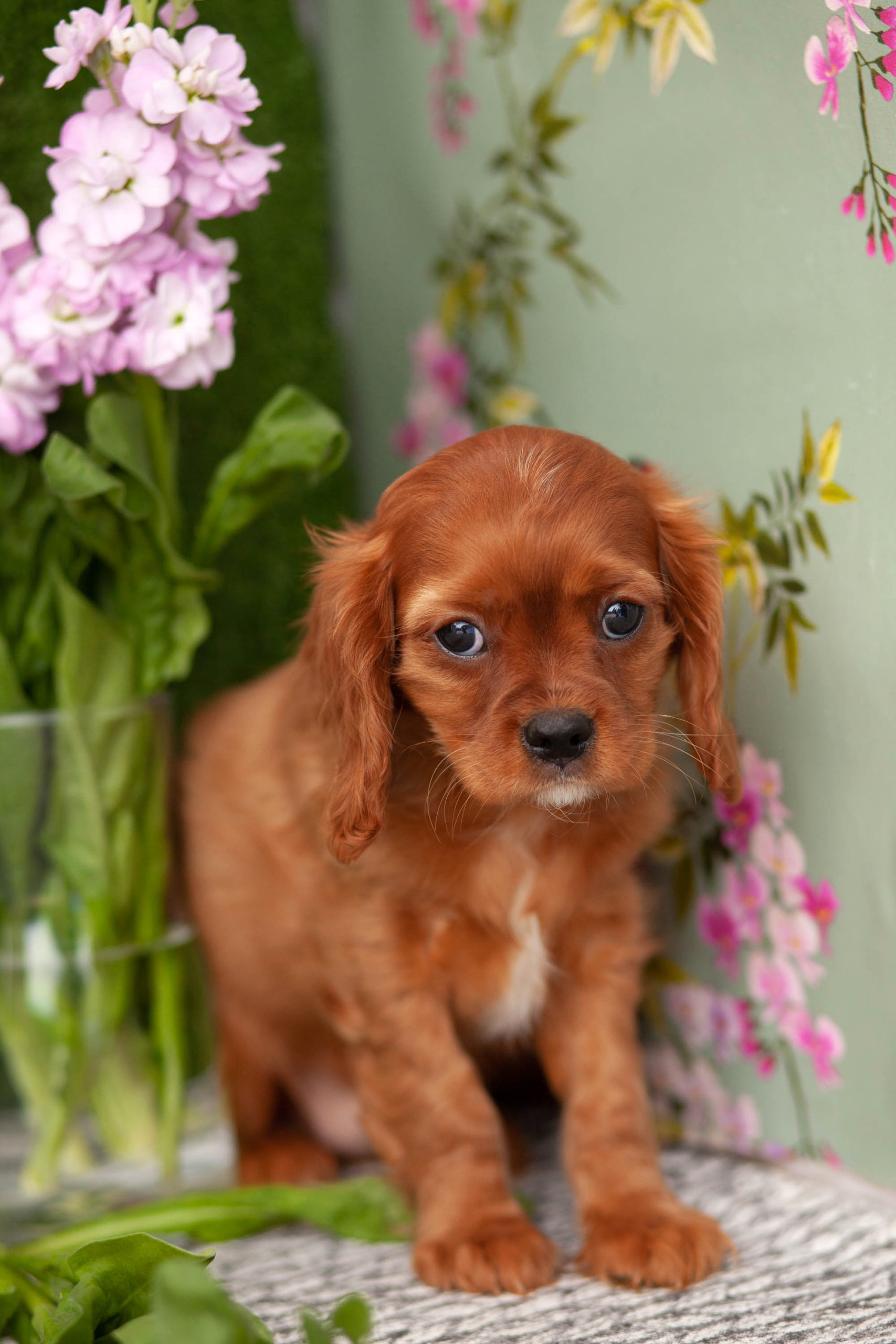 Affectionate Cockaliers – Kellys Kennels