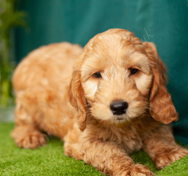 Cute F1 CockaPoos – Kellys Kennels