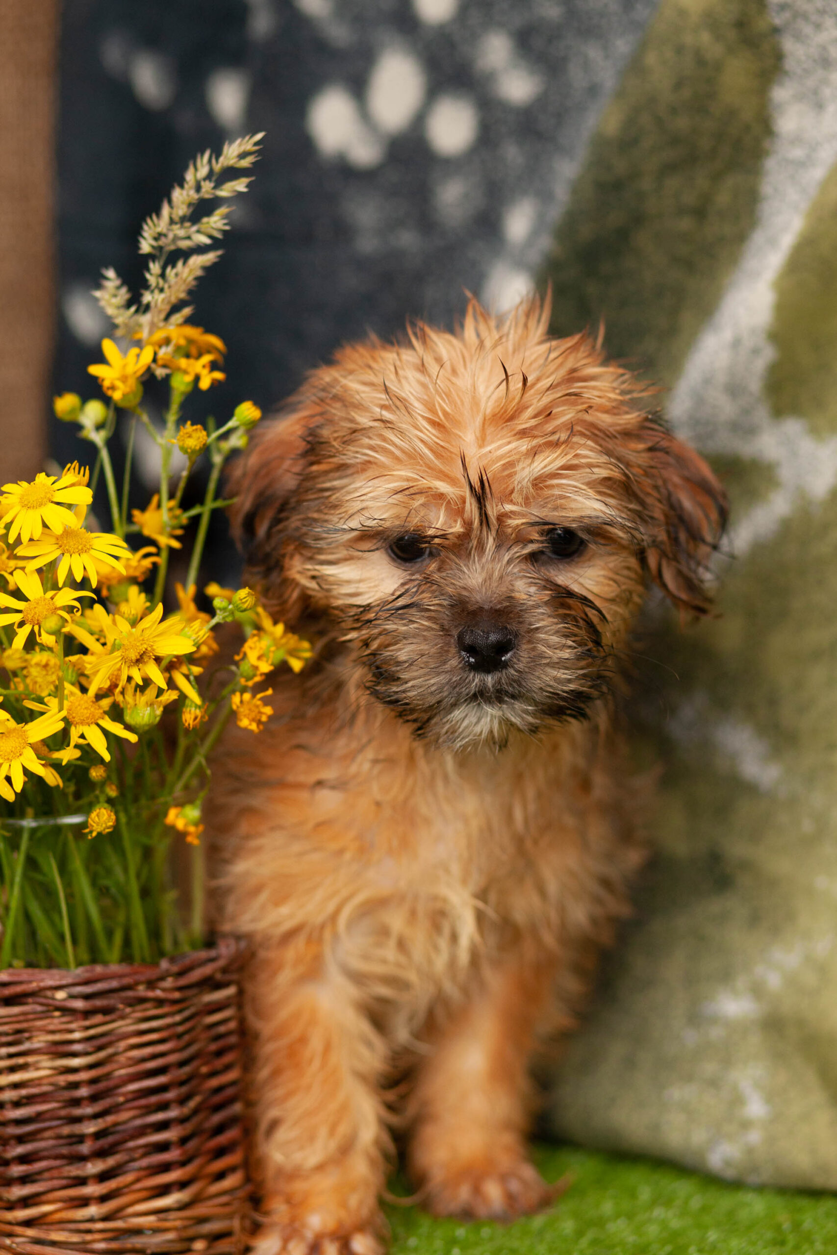 Attractive Shorkies – Kellys Kennels