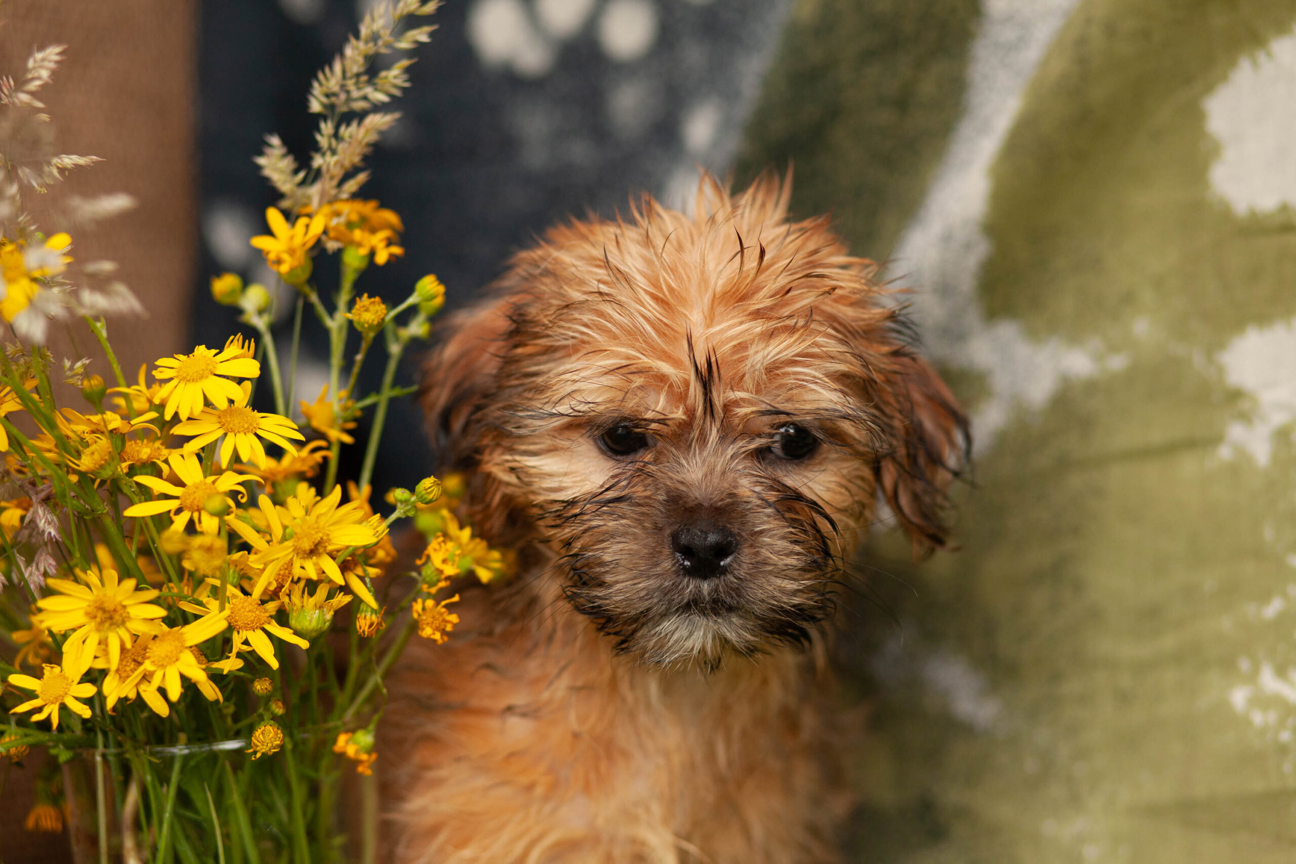 Attractive Shorkies – Kellys Kennels