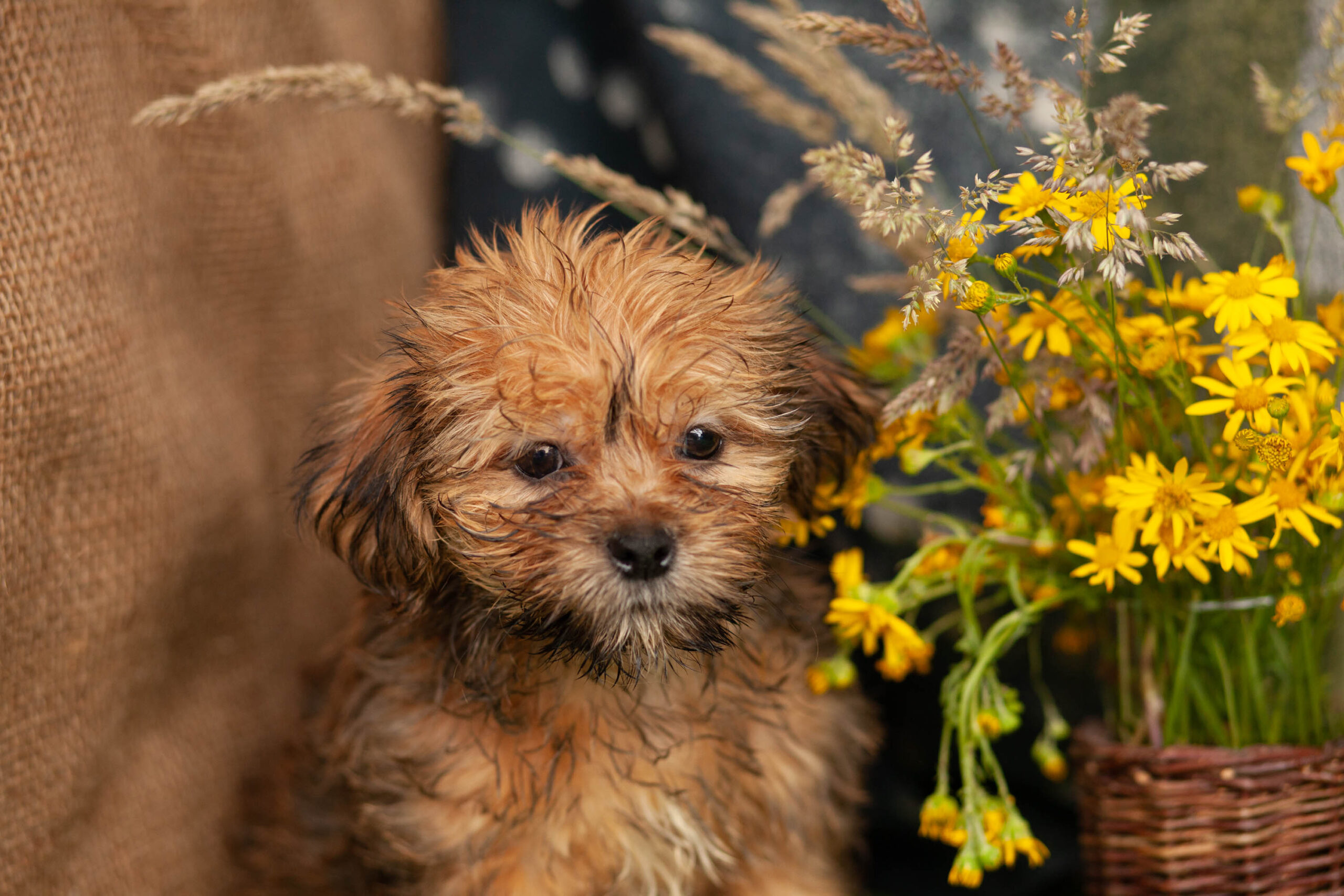 Attractive Shorkies – Kellys Kennels