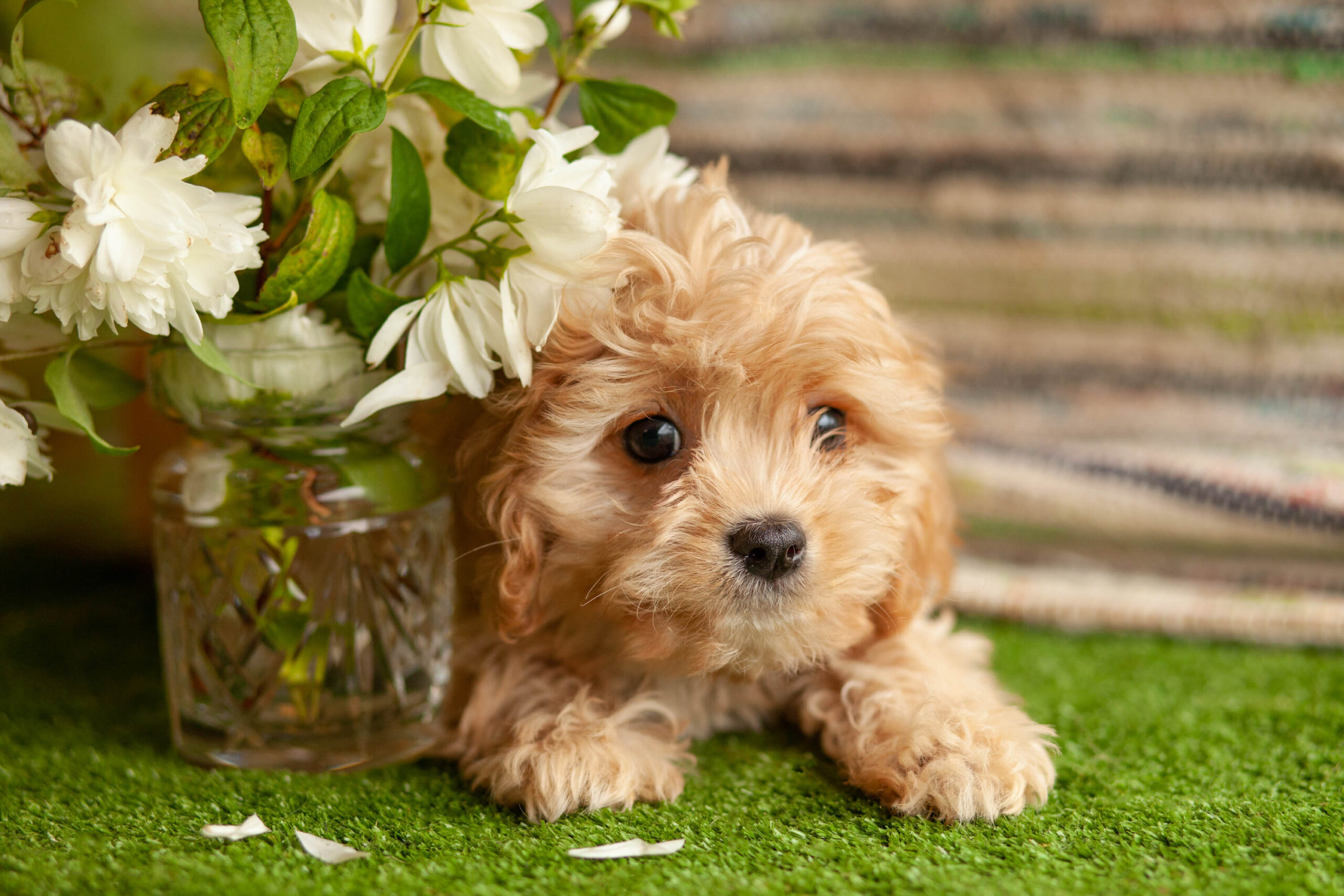 Superb CavaPoos – Kellys Kennels