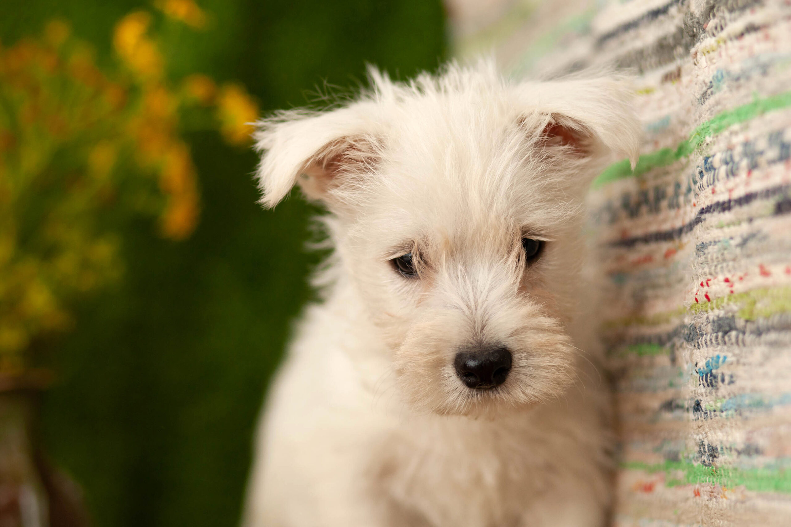 Westies Really Cute – Kellys Kennels