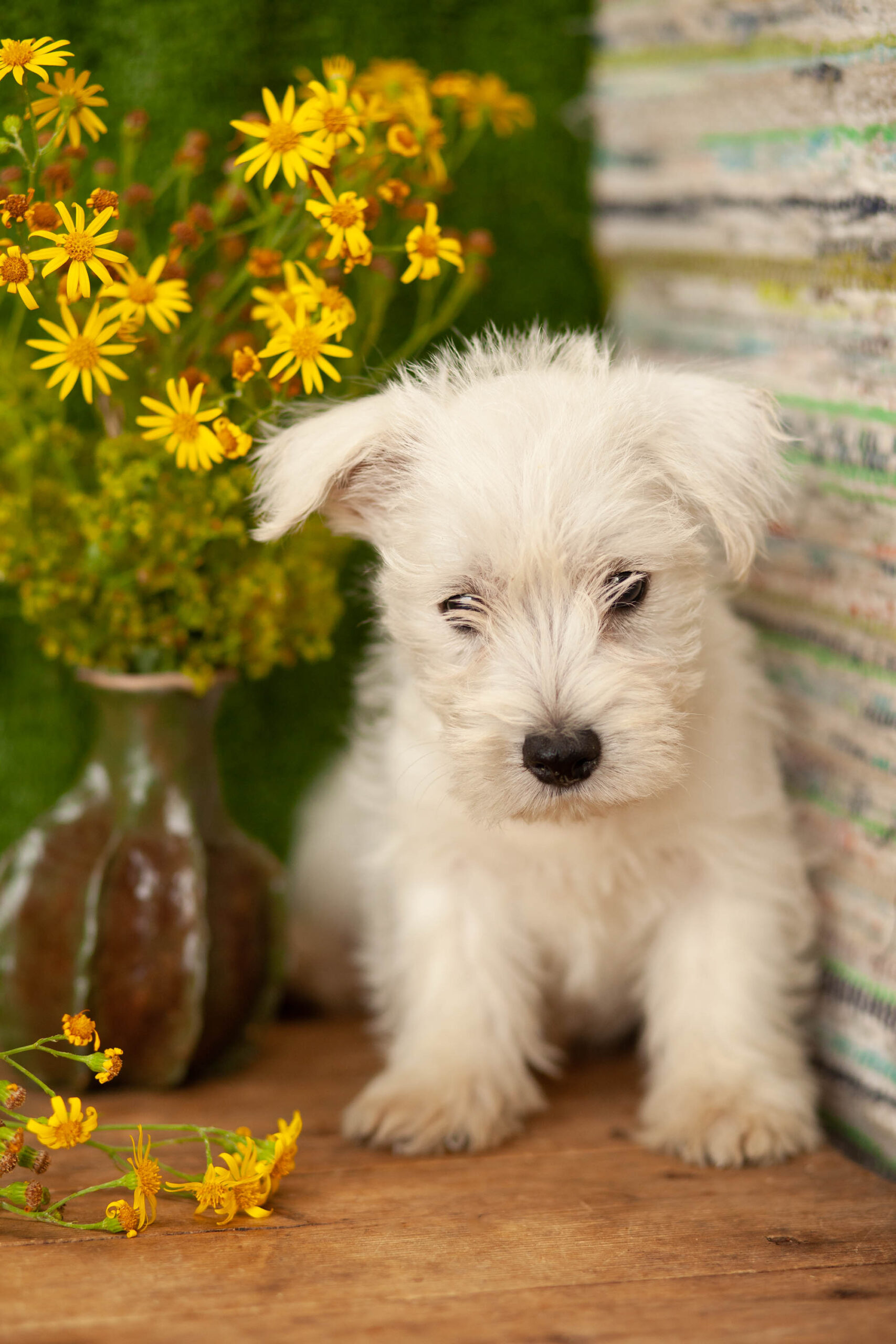 Westies Really Cute – Kellys Kennels