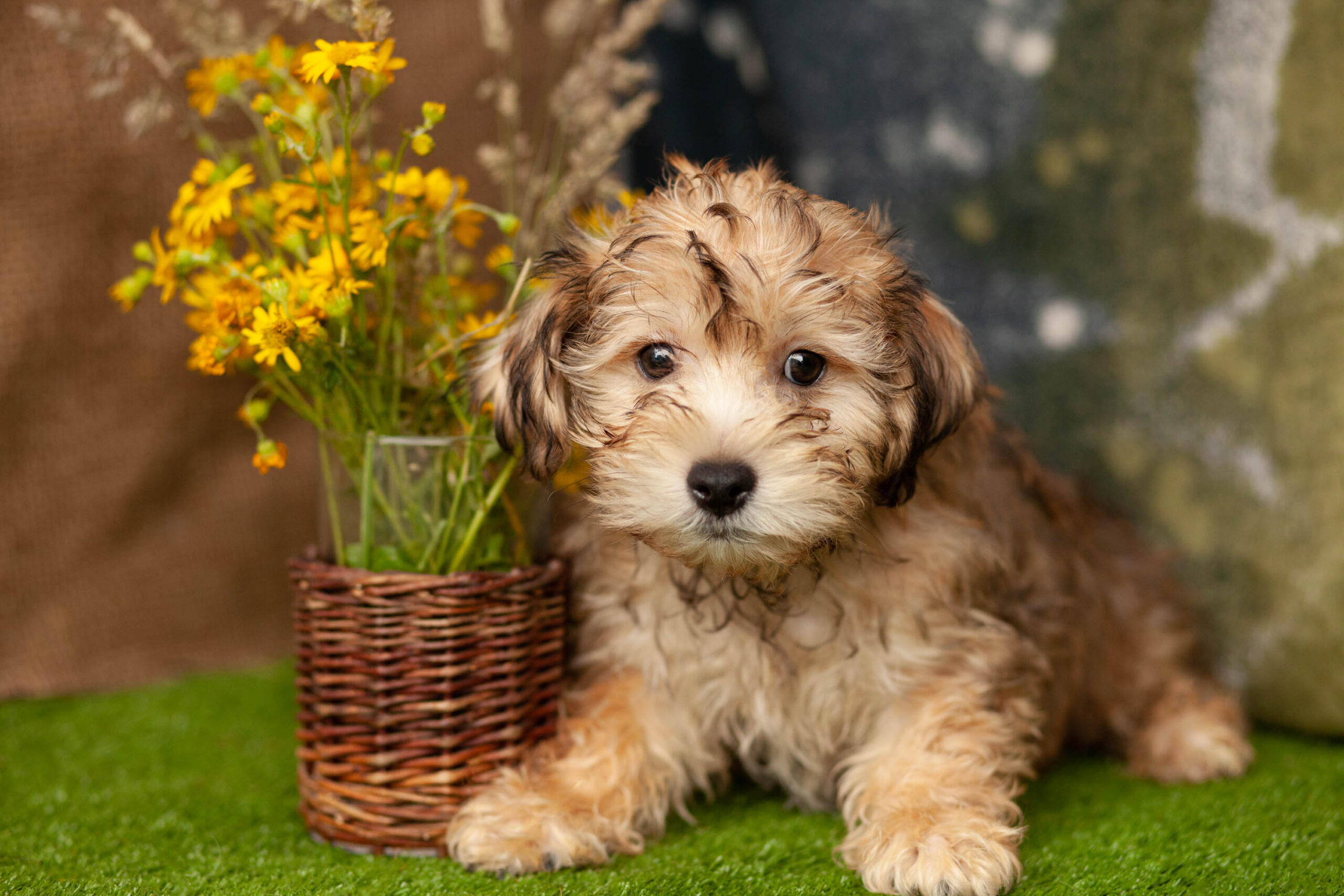 Fun Borkies – Kellys Kennels