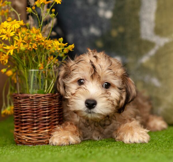 Fun Borkies – Kellys Kennels