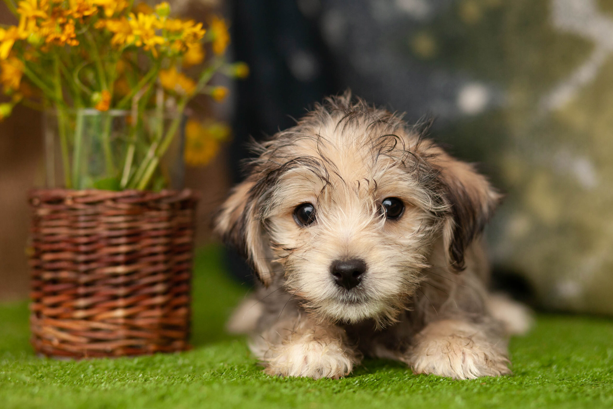 Fun Borkies – Kellys Kennels