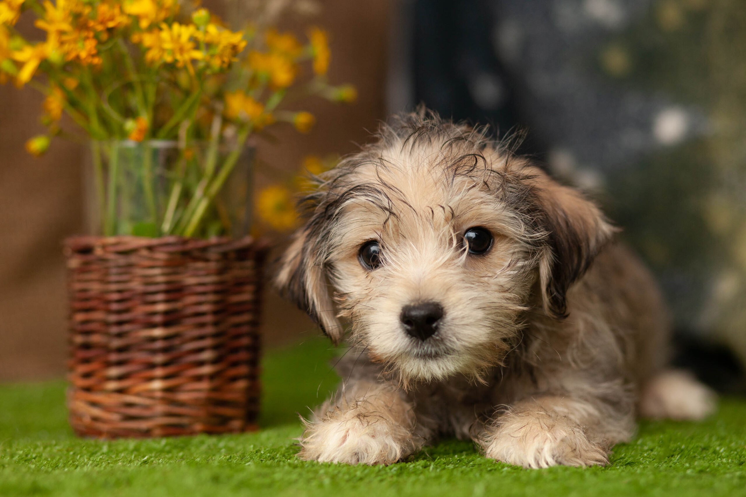 Fun Borkies – Kellys Kennels