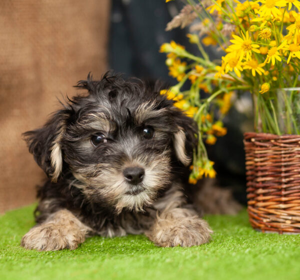 Fun Borkies – Kellys Kennels