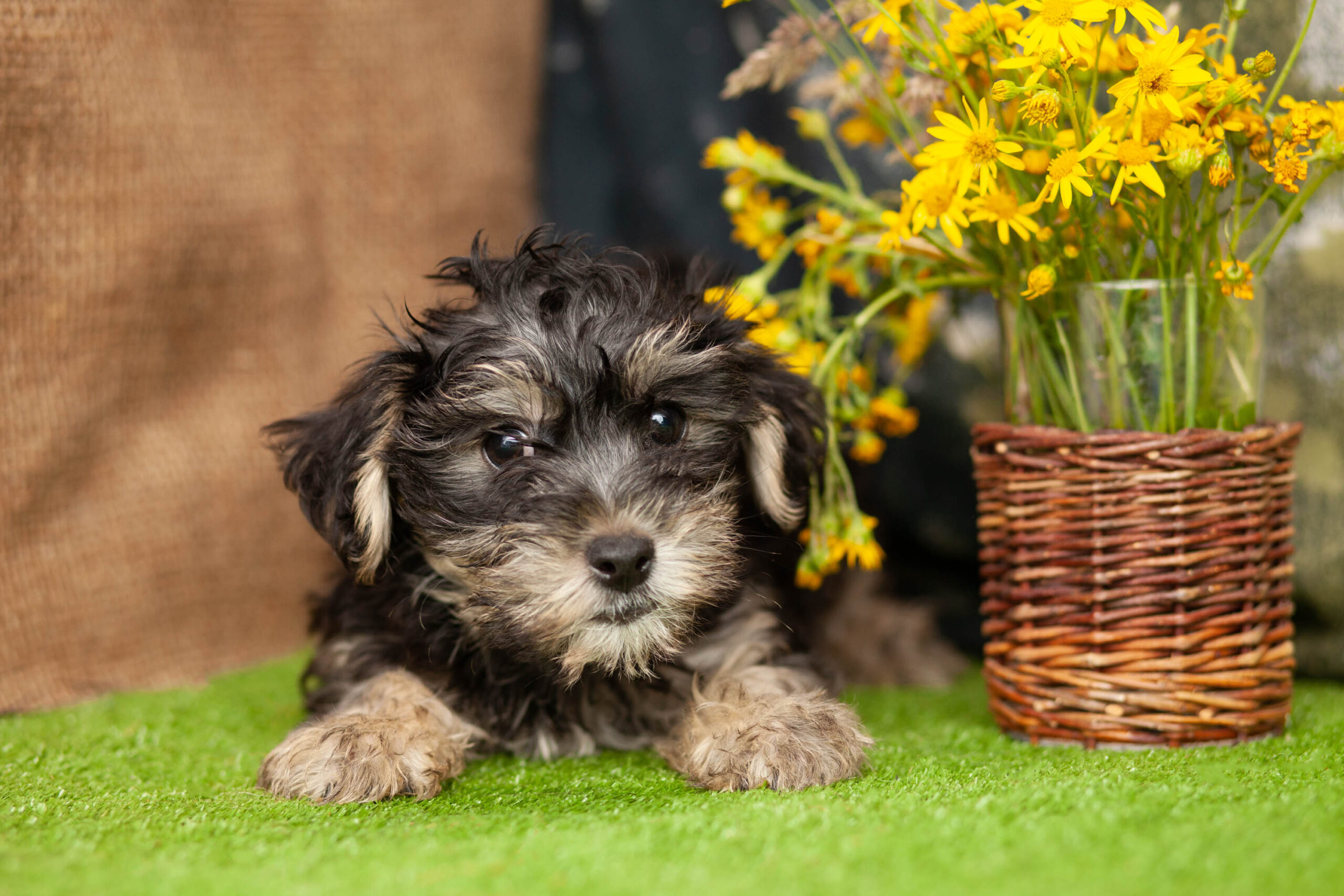 Fun Borkies – Kellys Kennels