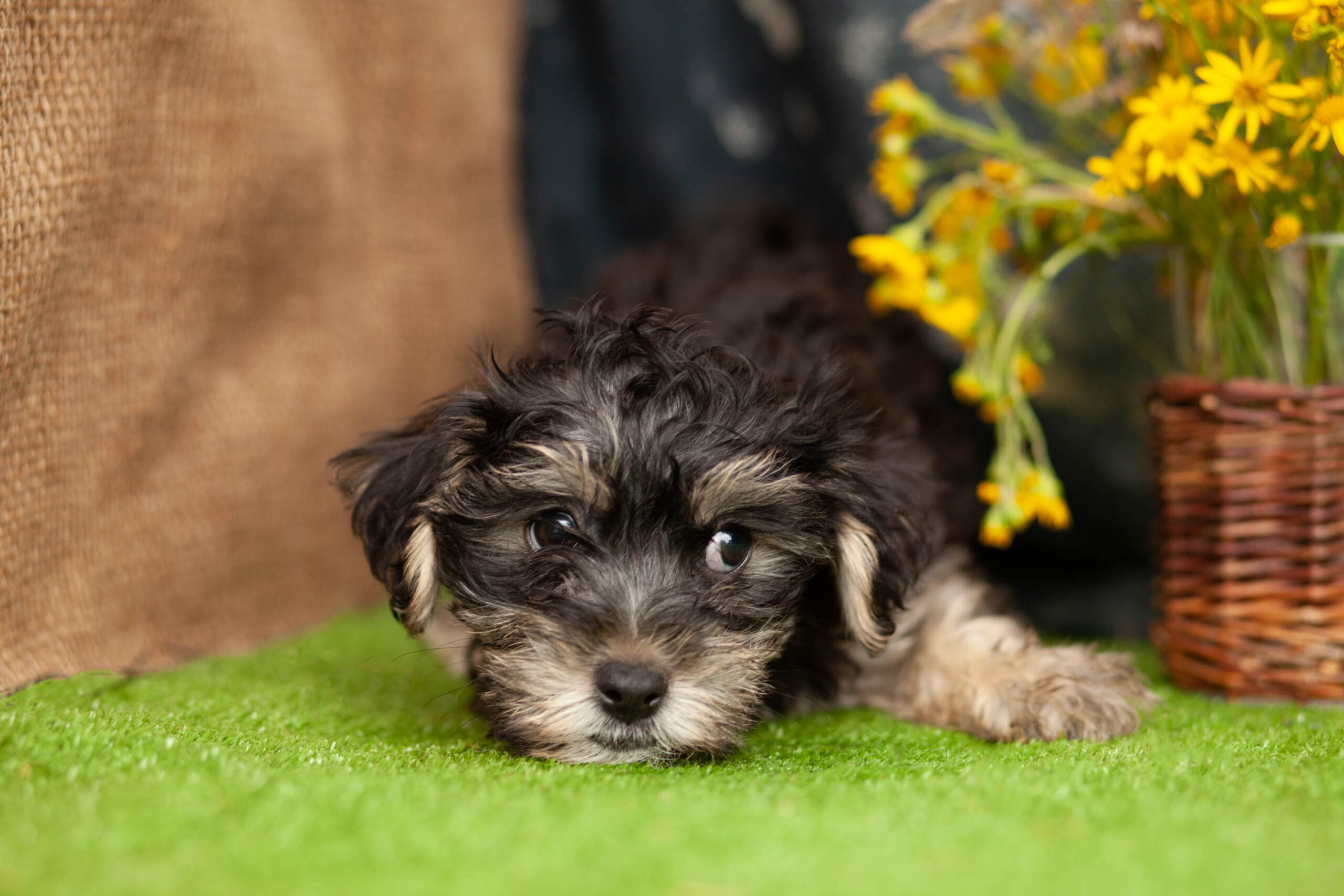 Fun Borkies – Kellys Kennels