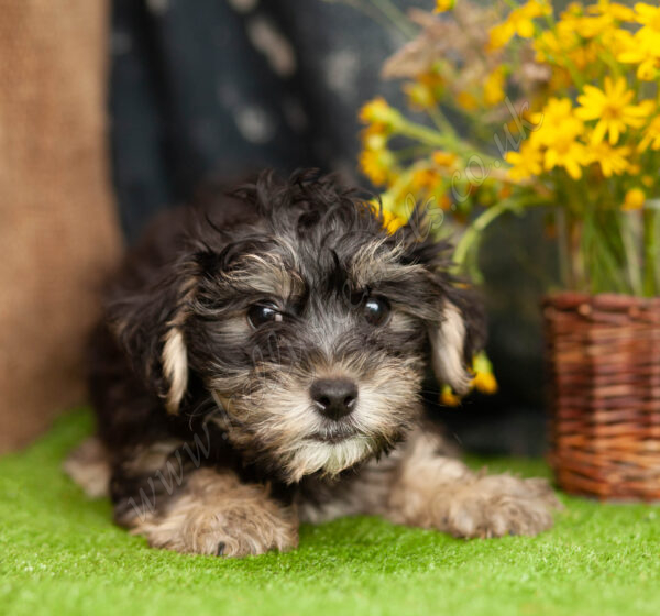 Fun Borkies – Kellys Kennels