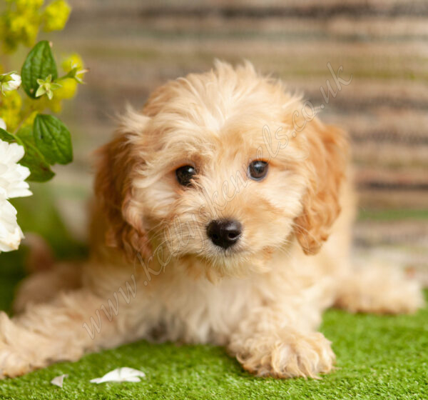 Unique CavaPooChons – Kellys Kennels