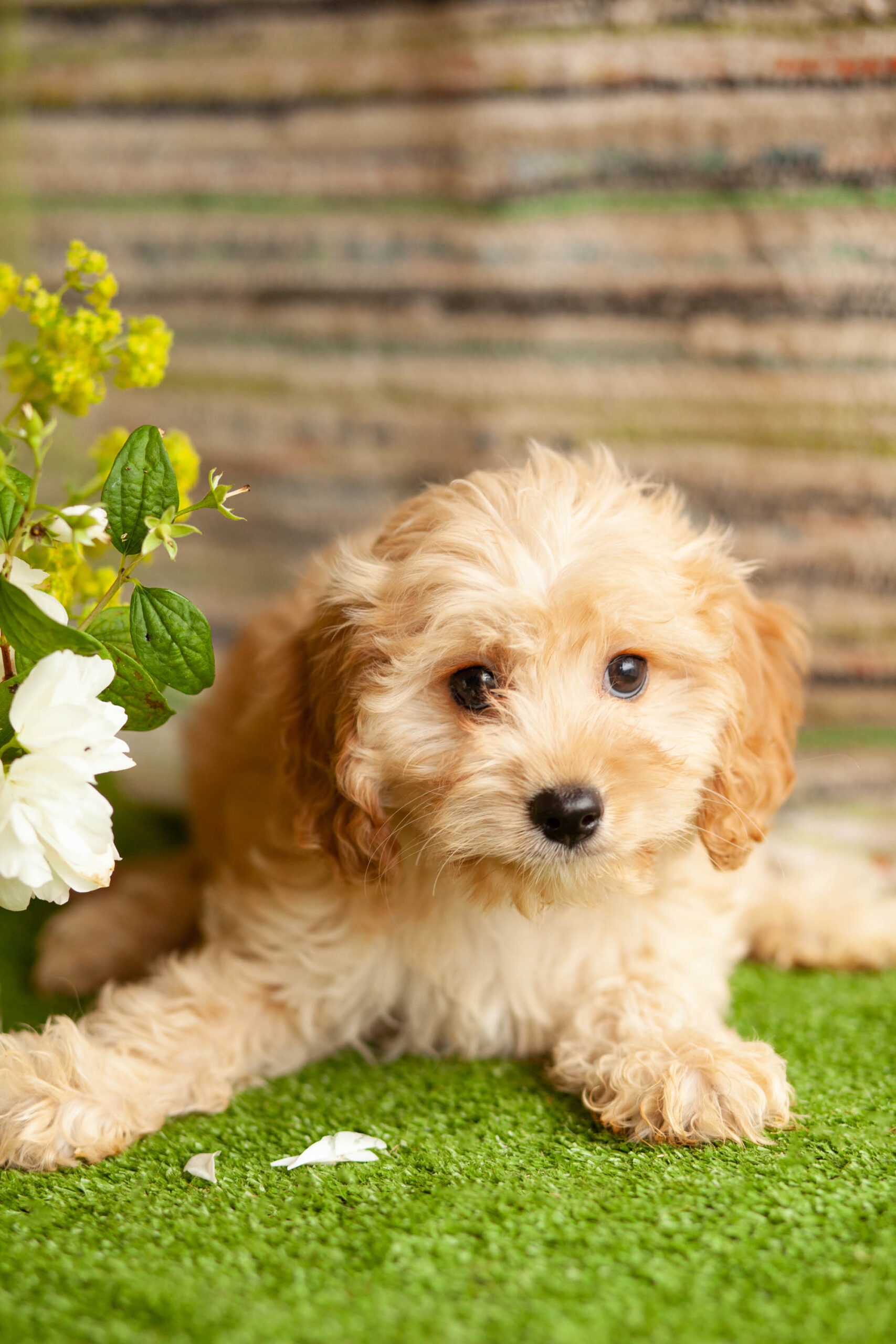 Unique CavaPooChons – Kellys Kennels