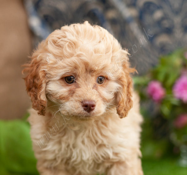 Unique CavaPooChons – Kellys Kennels