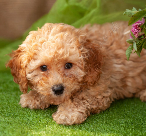 Unique CavaPooChons – Kellys Kennels