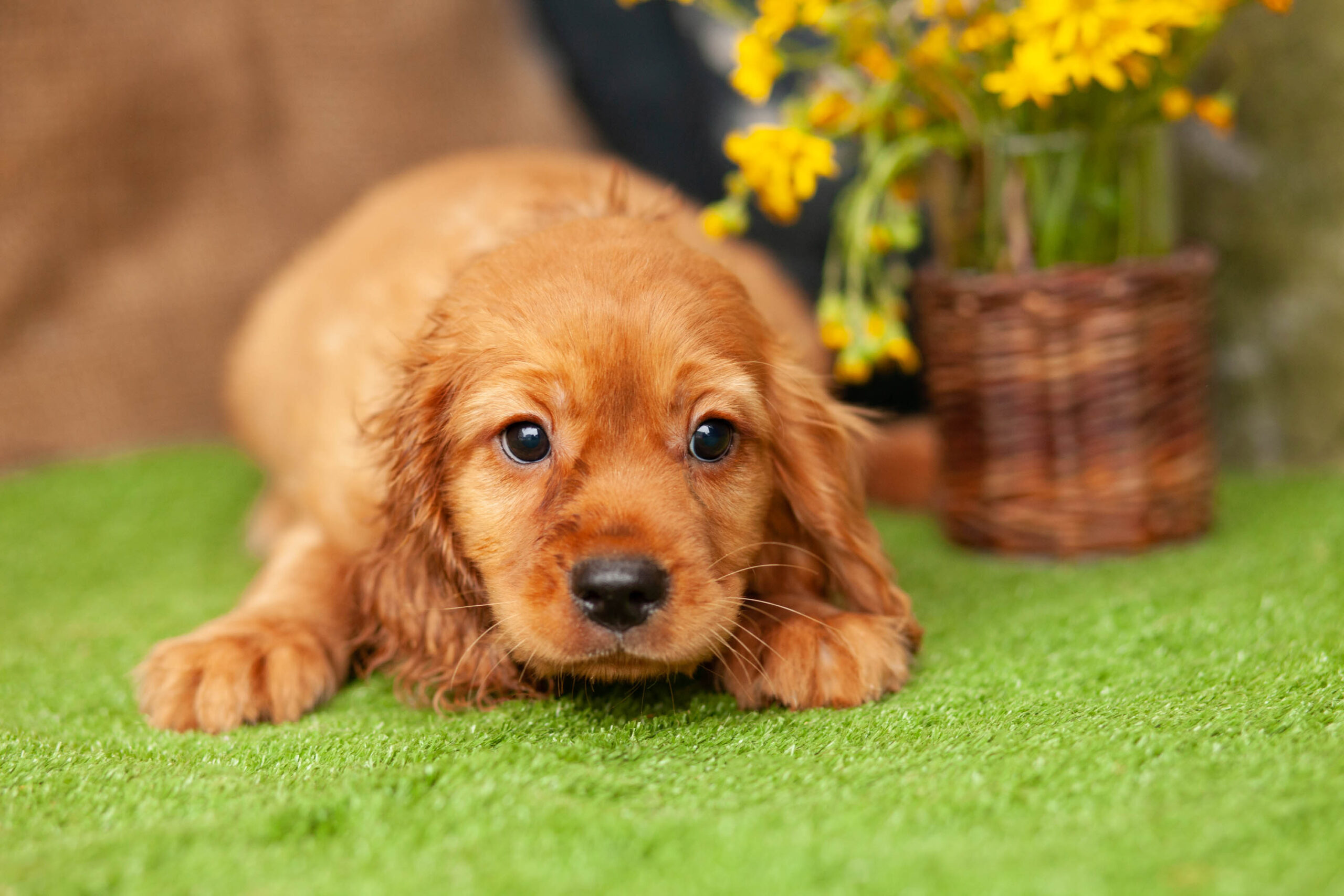 Affectionate Cockaliers – Kellys Kennels