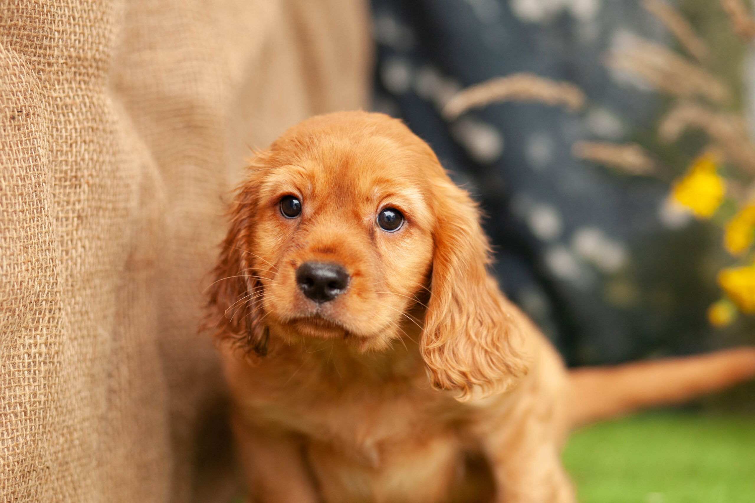 Affectionate Cockaliers – Kellys Kennels