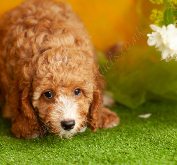 Cute F1 CockaPoos – Kellys Kennels