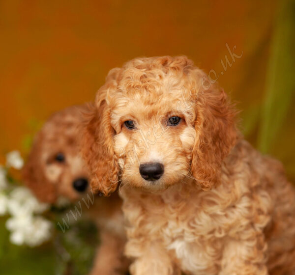 Cute F1 CockaPoos – Kellys Kennels