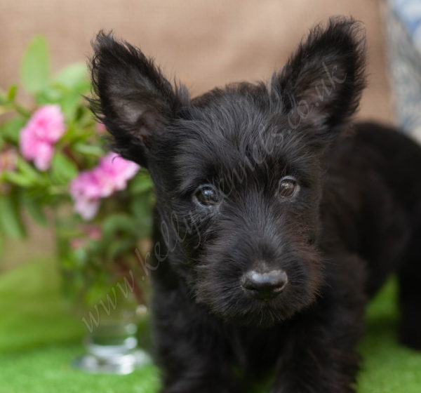 Adorable Scotties – Kellys Kennels